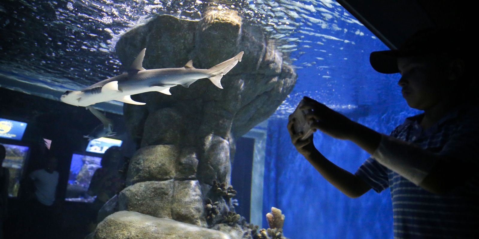 Crianças atendidas no Hospital Federal da Lagoa passeiam no AquaRio ...
