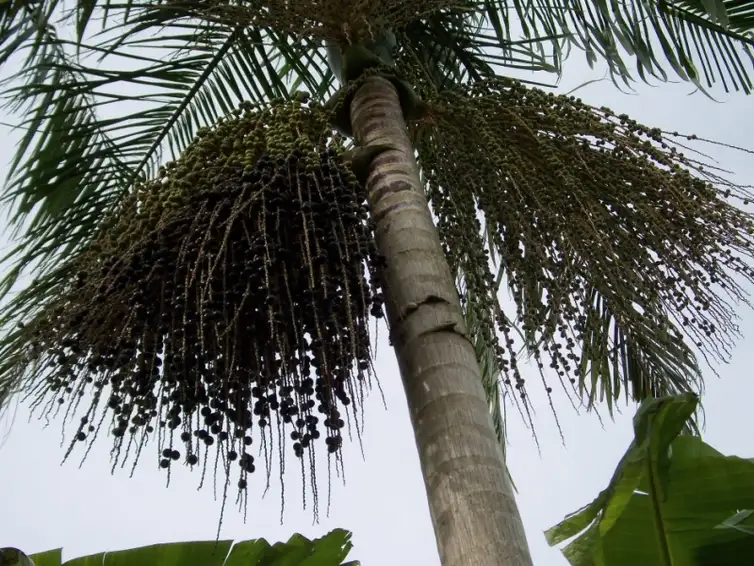 "Prima" do açaí, Embrapa destaca uso da juçara na alimentação | EBC Rádios