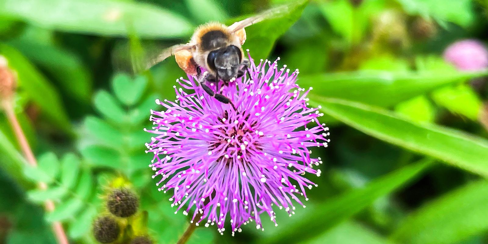Abelha; pólem; polenização; extinção; abelha africana; mel | Agência Brasil
