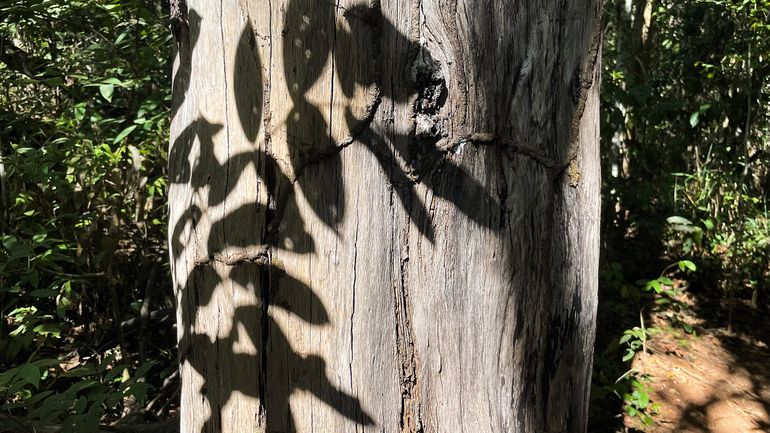 CORES E FORMAS DO CERRADO EM BRASÍLIA | Agência Brasil