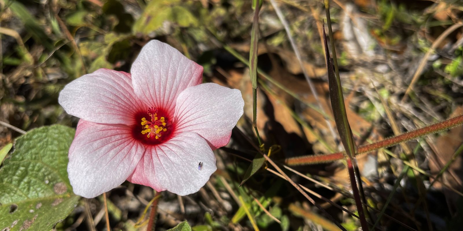CORES E FORMAS DO CERRADO EM BRASÍLIA | Agência Brasil