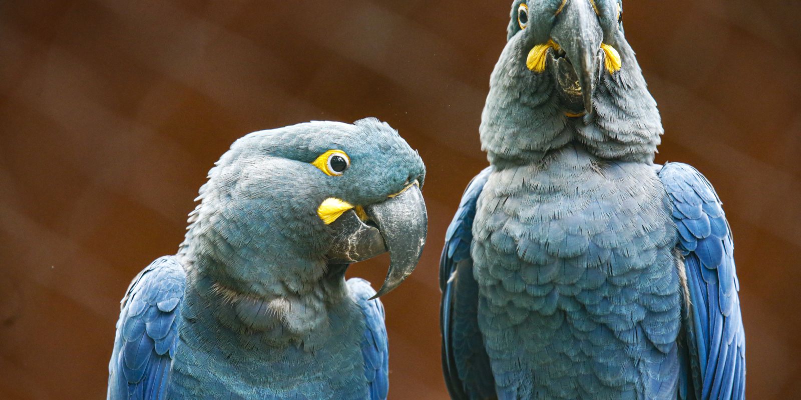 Arara Azul de Lear | Agência Brasil
