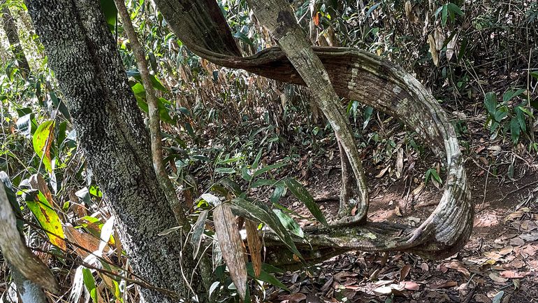 CORES E FORMAS DO CERRADO EM BRASÍLIA | Agência Brasil
