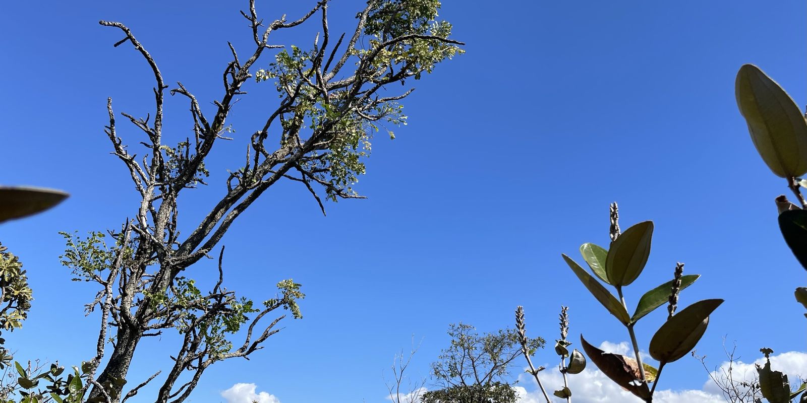 CORES E FORMAS DO CERRADO EM BRASÍLIA | Agência Brasil