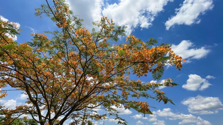 Parque Ecológico Lago Norte - Mata Ciliar | Agência Brasil