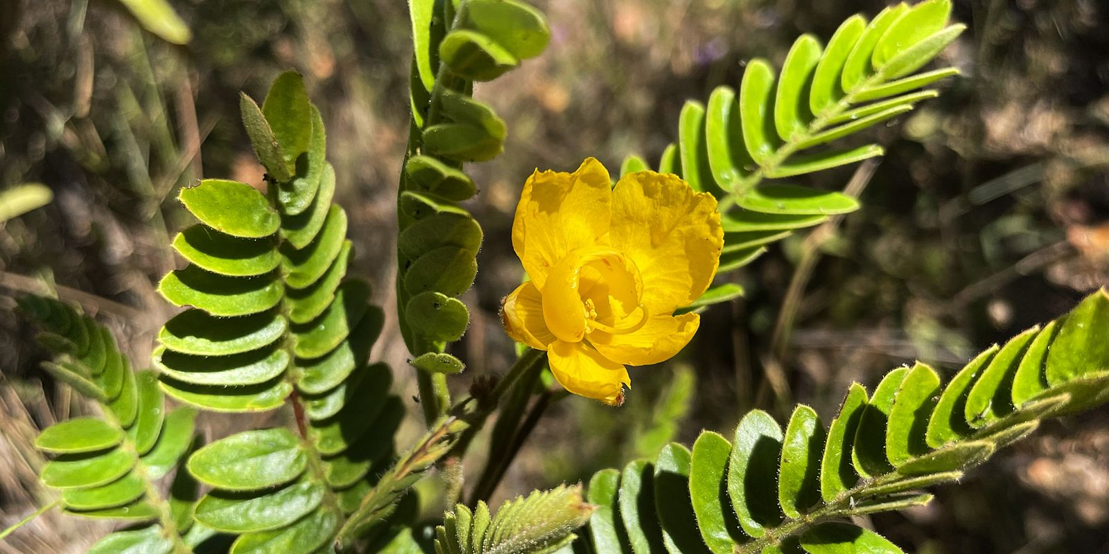 CORES E FORMAS DO CERRADO EM BRASÍLIA | Agência Brasil