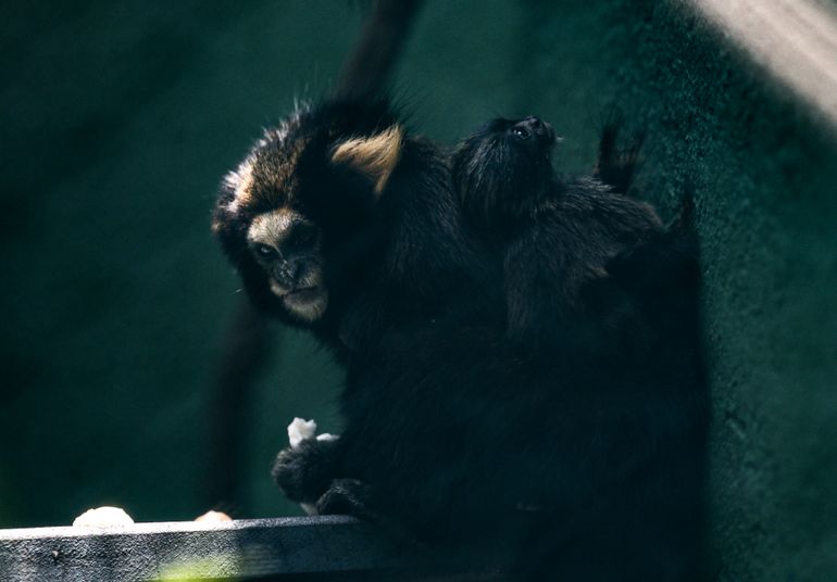 sagui da serra escuro | Agência Brasil