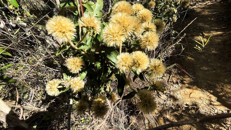 CORES E FORMAS DO CERRADO EM BRASÍLIA | Agência Brasil