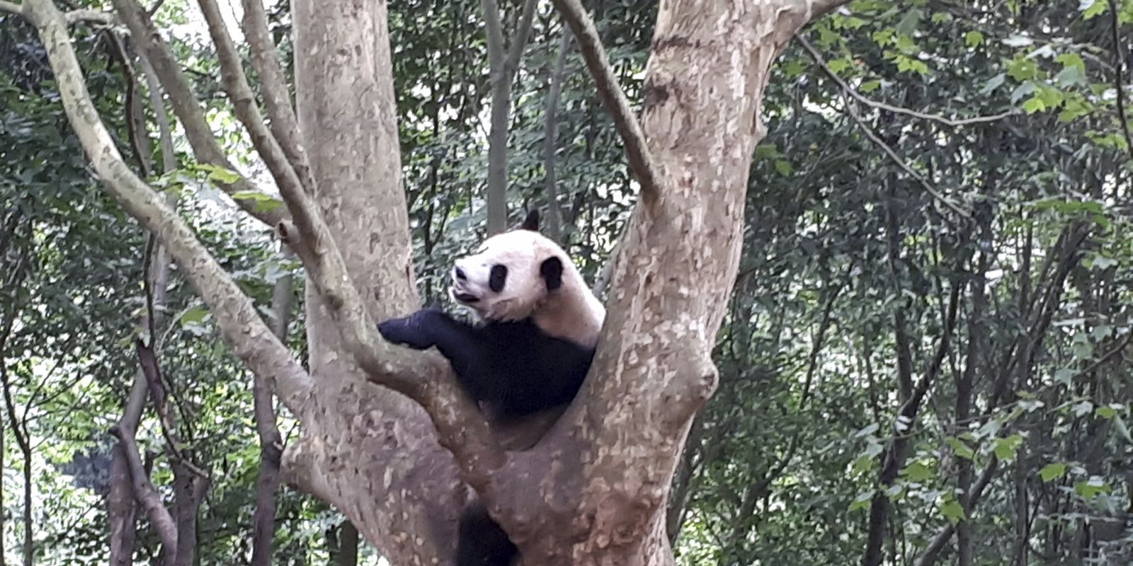 Base de Pesquisa e Reprodução dos Pandas Gigantes de Chengdu | Agência ...