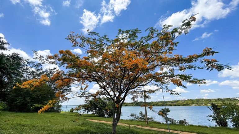 Parque Ecológico Lago Norte - Mata Ciliar | Agência Brasil