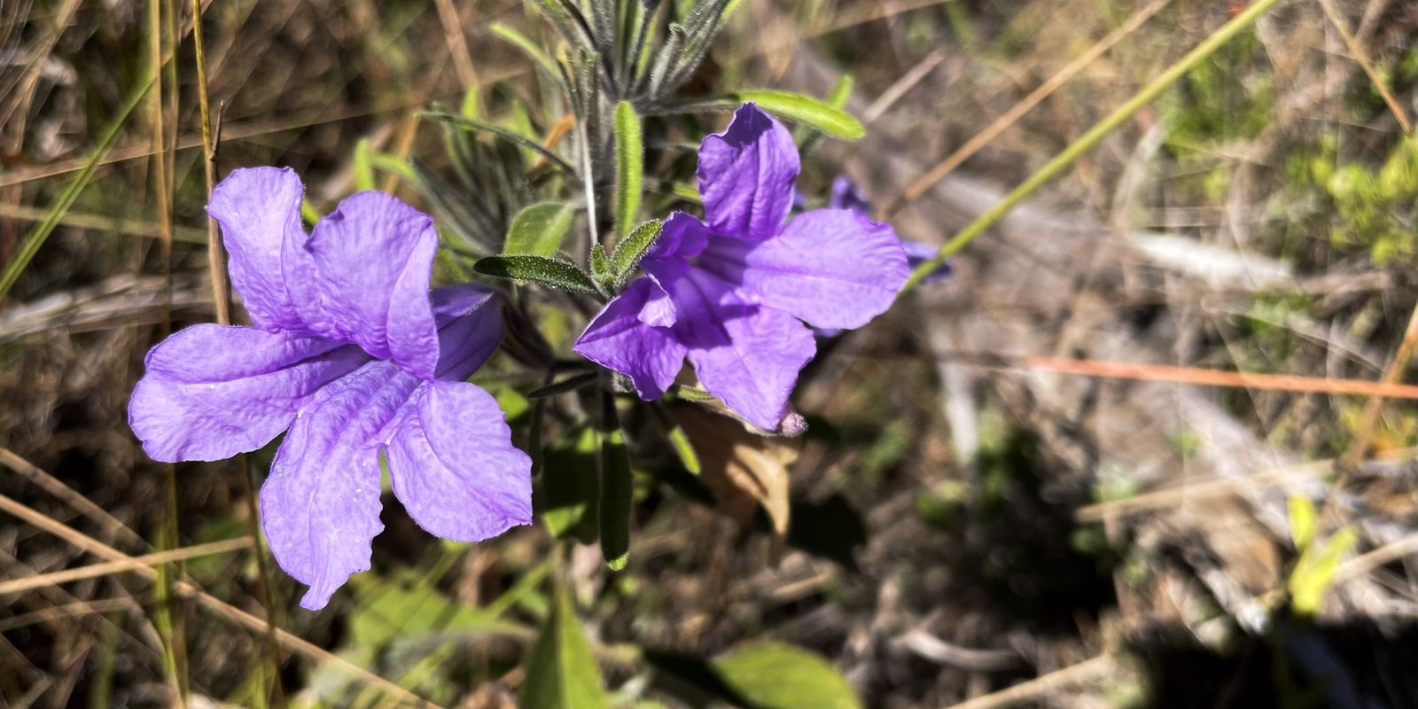 CORES E FORMAS DO CERRADO EM BRASÍLIA | Agência Brasil
