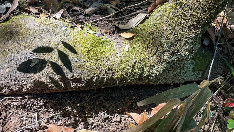 CORES E FORMAS DO CERRADO EM BRASÍLIA | Agência Brasil